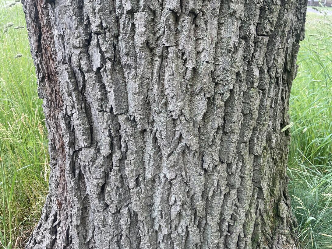 Black Walnut | CMP Tree Selection Tool